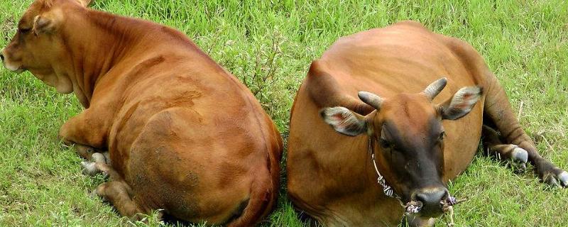 Five Steps to Efficient Cattle Dead Handling on Cattle Farms